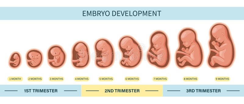 Embryo in the Womb, Set. Development and Growth of the Fetus at ... Embryo in the Womb, Set. Development and Growth of the Fetus at ...