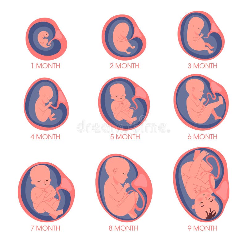 Embryo in Womb Set. Fetal Development and Growth during Stock Vector ... Embryo in Womb Set. Fetal Development and Growth during Stock Vector ...