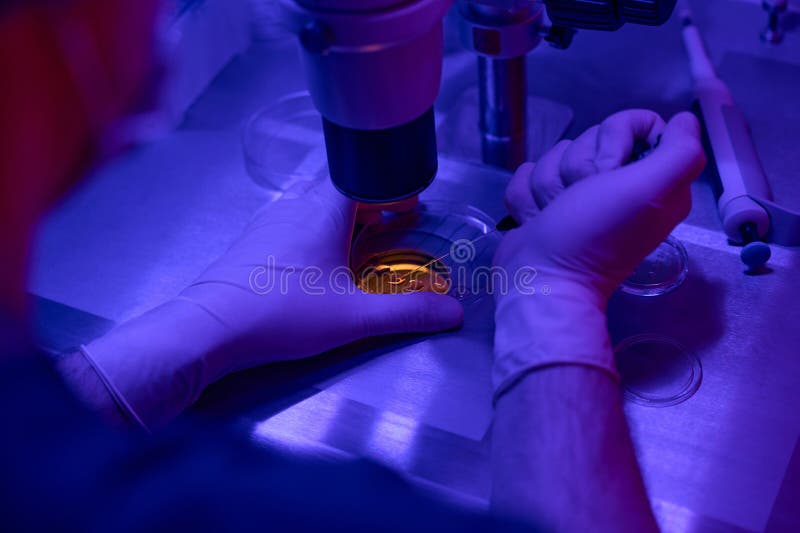 Embryologist Checking State of Embryos in Petri Dish Stock Image ...