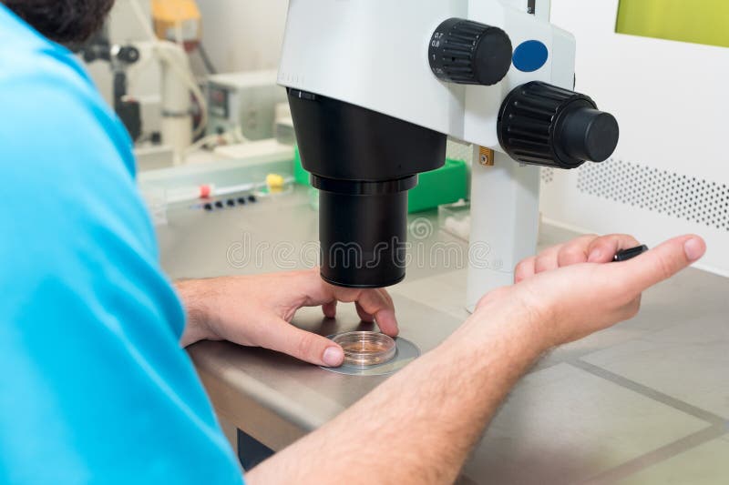Embryologist or Lab Technician Working with Human Egg Under the ...