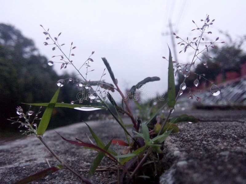 Embun Afternoon Stock Photos - Free & Royalty-Free Stock Photos from ...