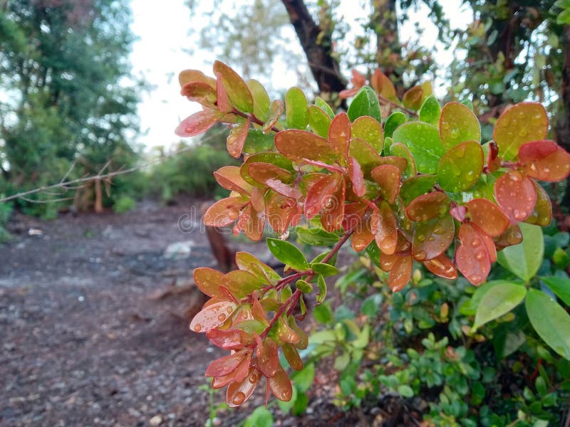 Embun pagi stock image. Image of pagi, branch, evergreen - 261415075