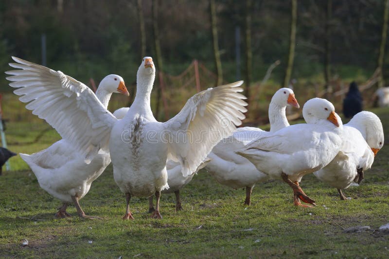 Emden goose stock image. Image of bird, grass, macro - 59019451