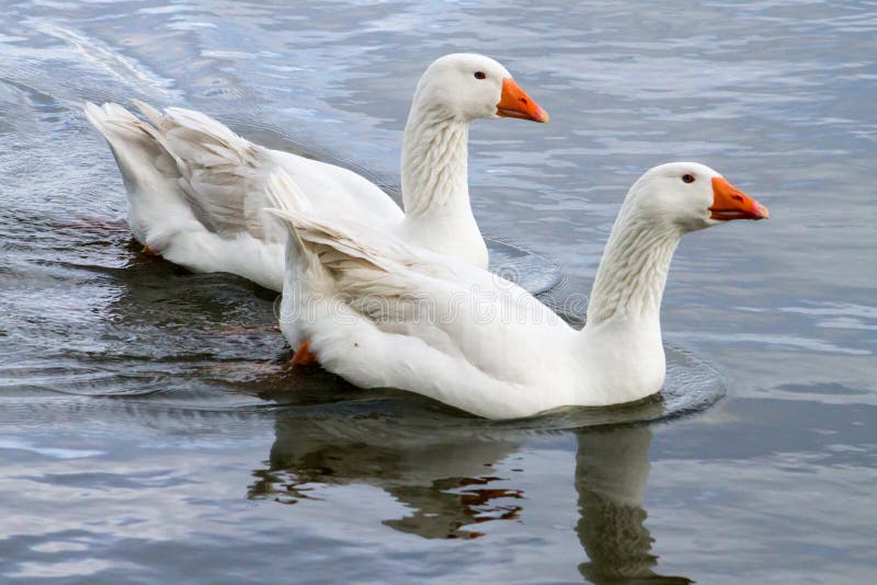 Emden Goose Couple stock photo. Image of embden, beautiful - 60399784