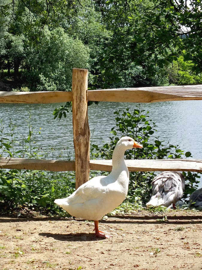 217 White Embden Goose Photos - Free & Royalty-Free Stock Photos from ...