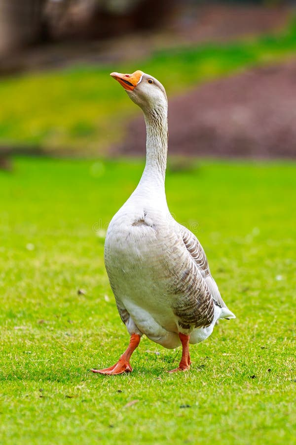 Emden goose stock photo. Image of poultry, neck, feather - 42258950