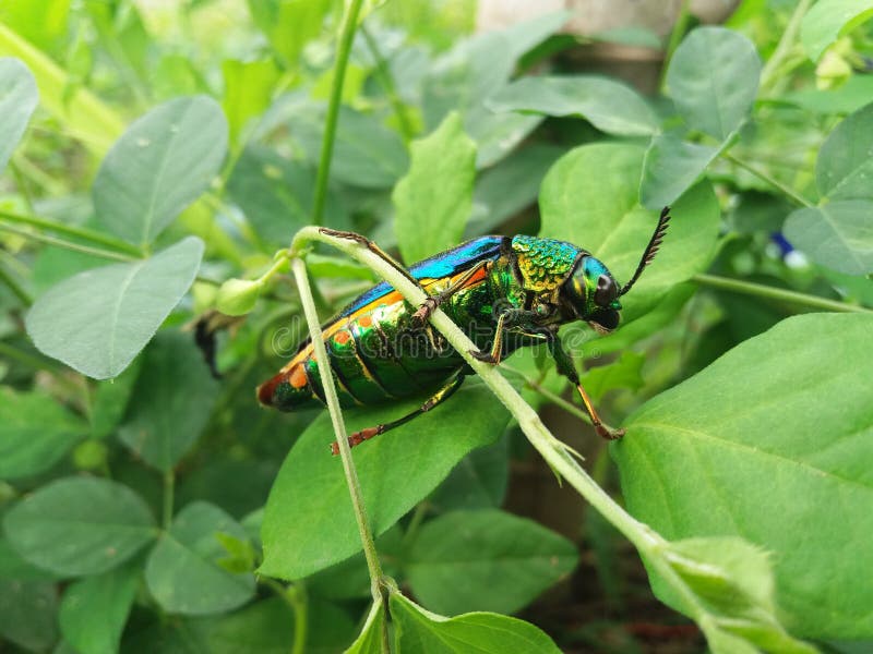 The Emerald Beetle Flew Over My Tree. Stock Image - Image of emerald ...
