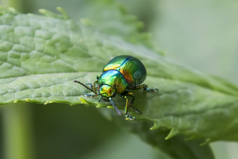 Emerald beetle stock image. Image of organic, curiosity - 31977015
