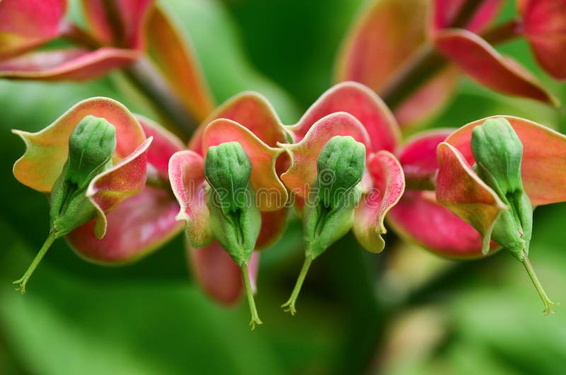 Emerald-bird Cactus stock image. Image of cactus, garden - 26581727
