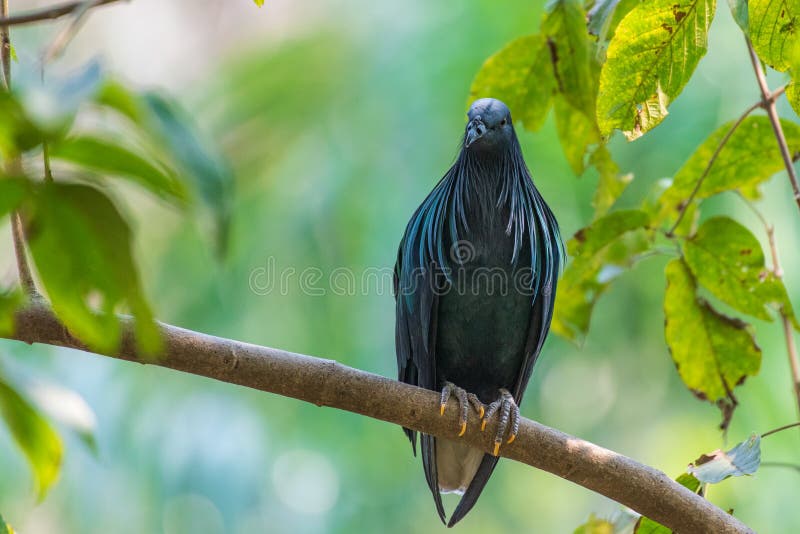 Emerald bird stock image. Image of outside, foliage - 169849773