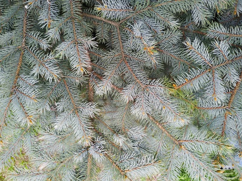 An Emerald Blue Spruce Tree Fills the Entire Frame. Stock Image - Image ...