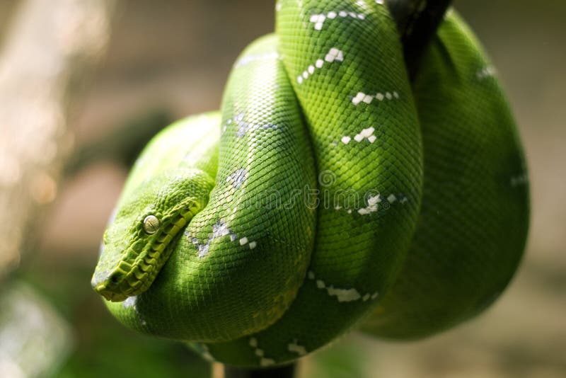 Emerald boa snake stock image. Image of tree, wildlife - 8580035