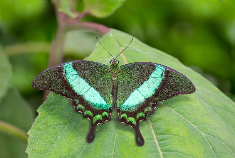 Emerald Peacock Swallowtail Butterfly Stock Photo - Image of ...