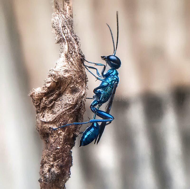 Emerald Cockroach Wasp stock photo. Image of moth, jewellery - 287475042