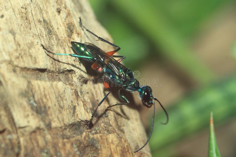 Emerald cockroach wasp stock photo. Image of nature - 265633528