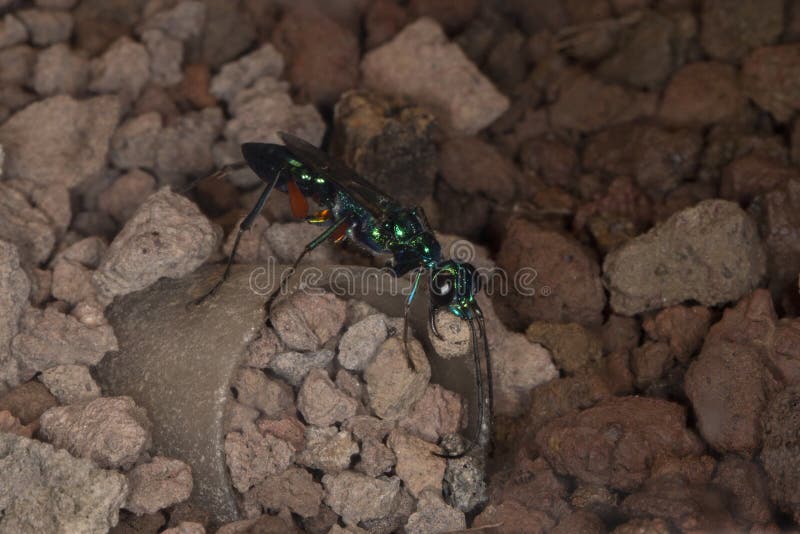 The Emerald Cockroach Wasp or Jewel Wasp Ampulex Compressa. Stock Photo ...