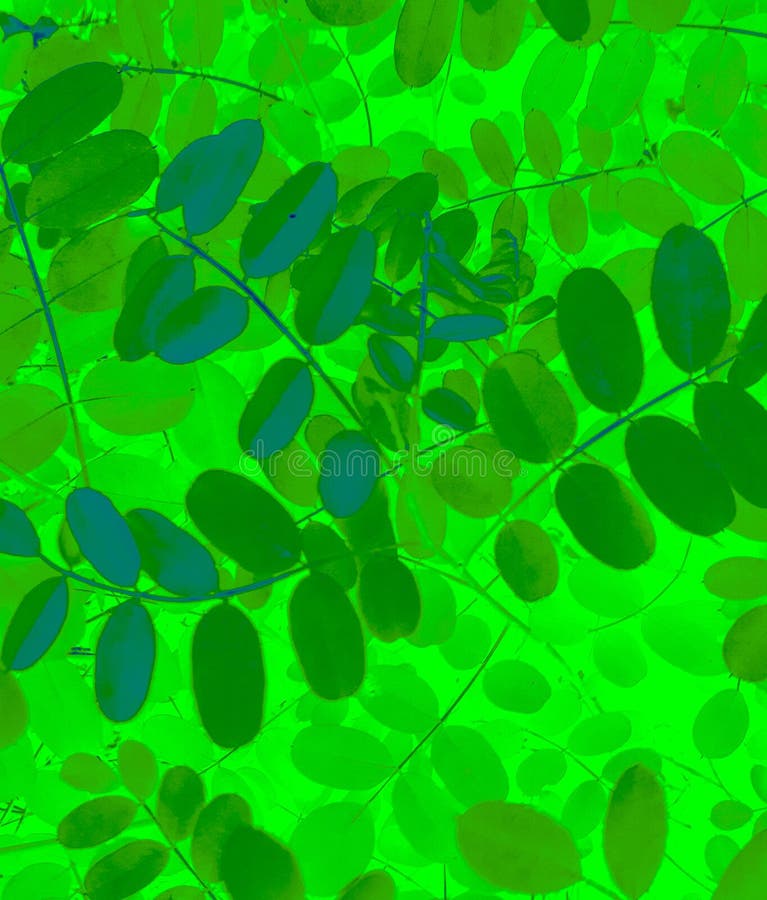 Emerald Color Background with Leaves Stock Illustration - Illustration ...