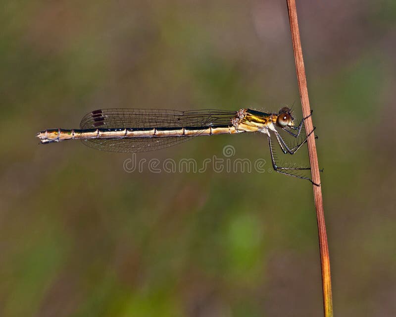 Emerald Damselfly, Lestes Sponsa Stock Photo - Image of outdoors, close ...