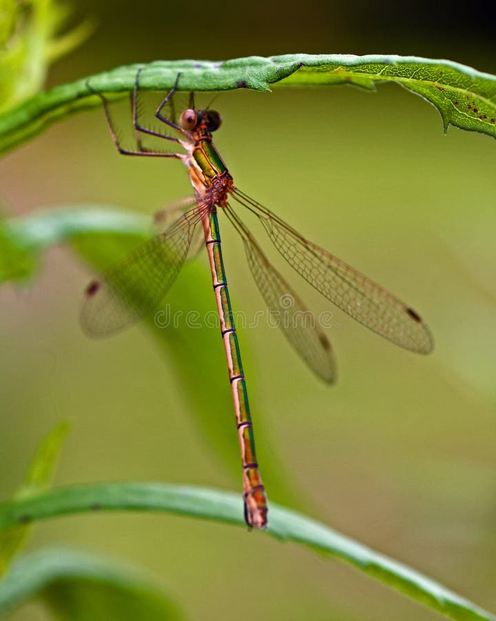 Emerald Damselfly, Lestes Sponsa Stock Photo - Image of outdoors, close ...