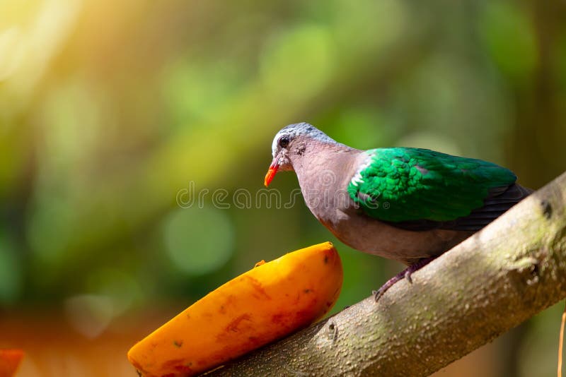 Emerald Dove bird stock photo. Image of thailand, color - 127724662