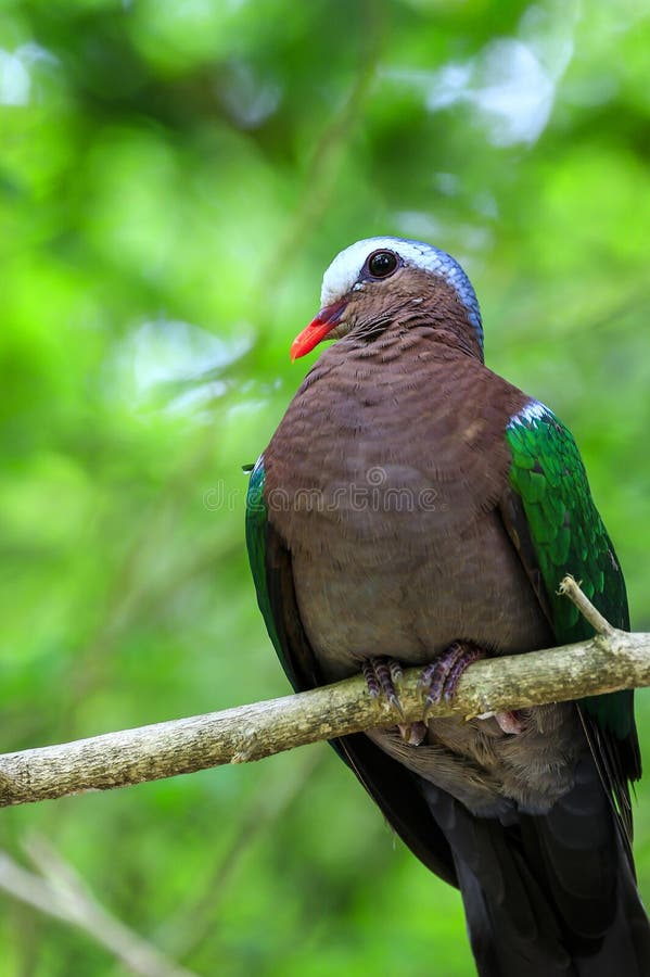 Emerald Dove bird stock photo. Image of avian, ecology - 29892354