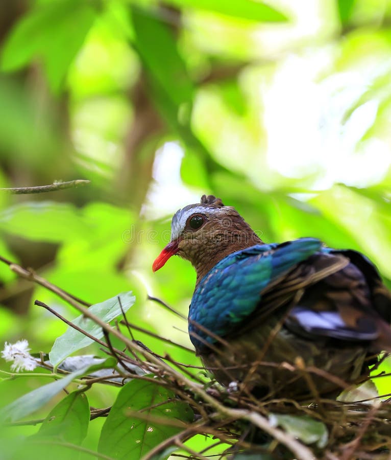 Emerald Dove bird stock image. Image of environment, colorful - 29892921