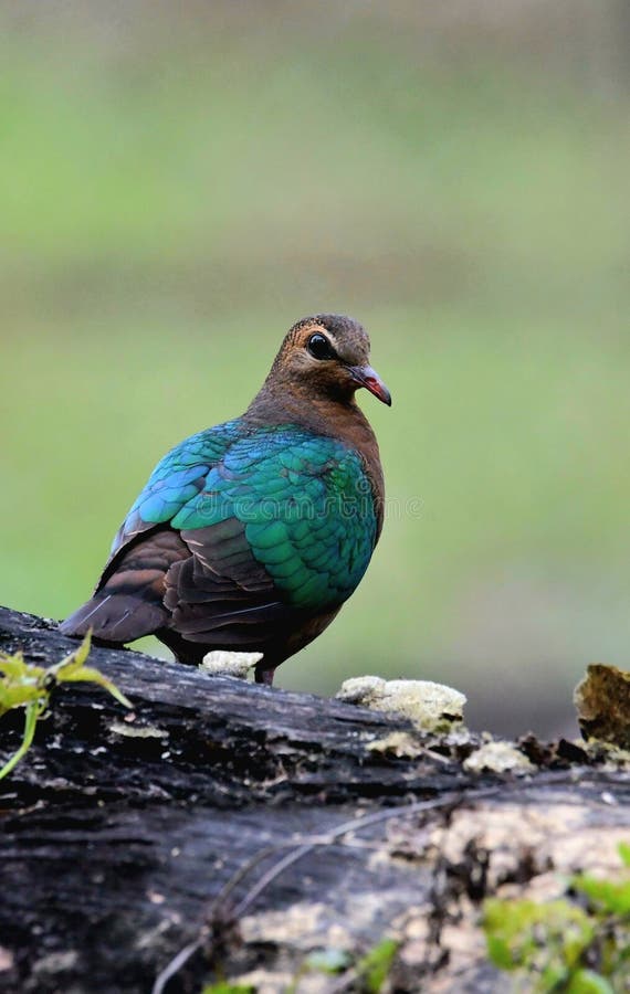 Emerald Dove Posing for Photographs at Chitwan Nepal Stock Photo ...