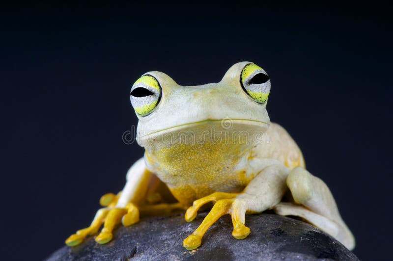 Emerald-eyed Tree Frog / Hypsiboas Crepitans Stock Image - Image of ...