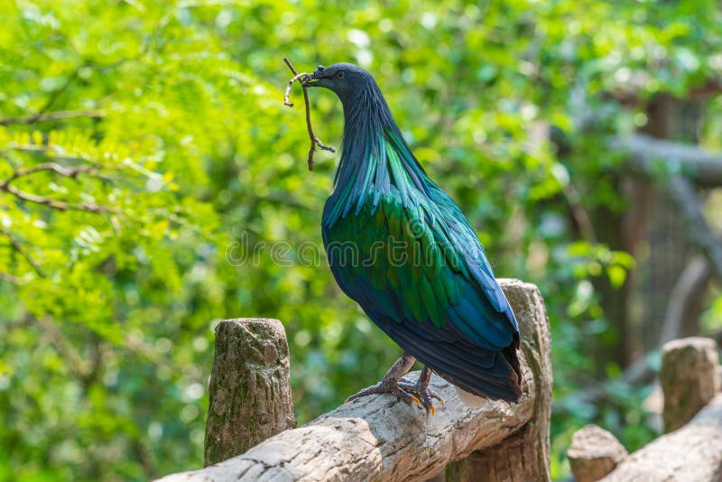 Emerald bird stock photo. Image of bush, tree, wild - 169849652