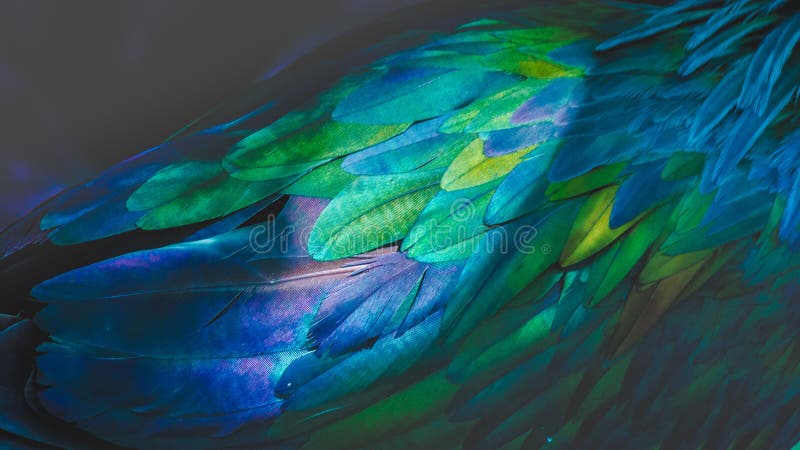 Emerald feathers stock image. Image of sharpened, beautiful - 65789277