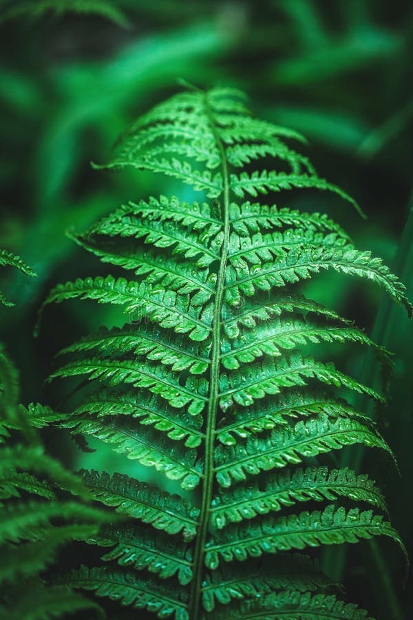 Emerald Green Fern Leaf in Dark Forest Stock Photo - Image of plant ...