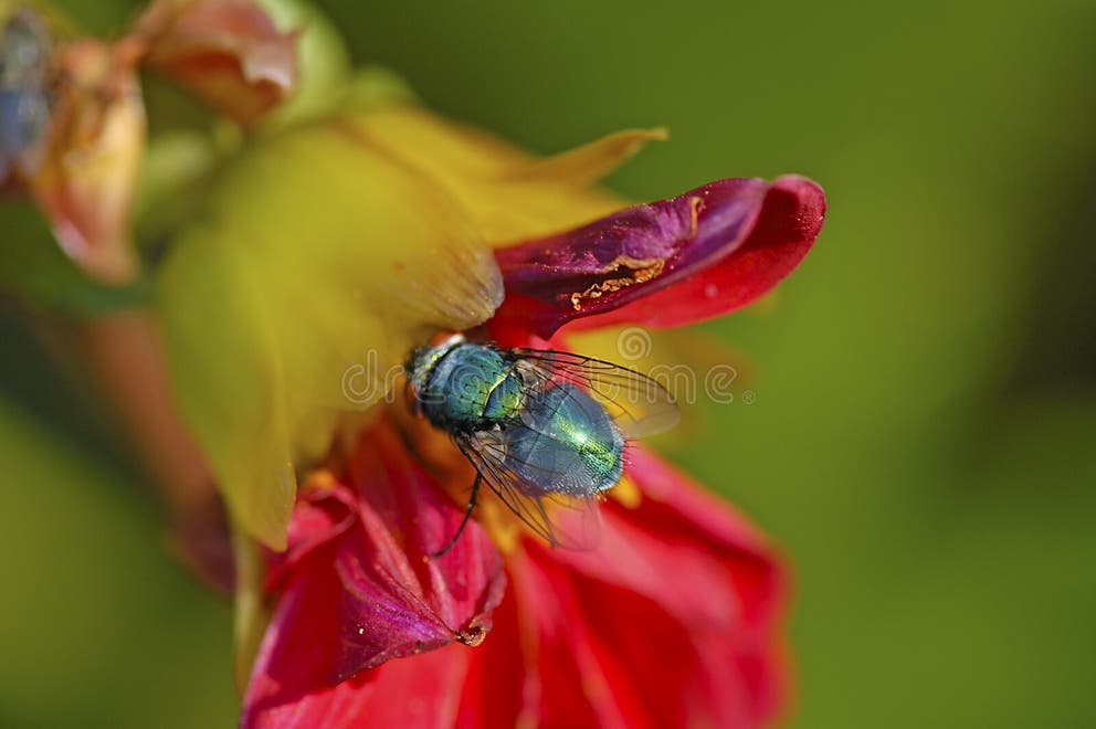 Emerald green fly stock photo. Image of small, life, natural - 28941518
