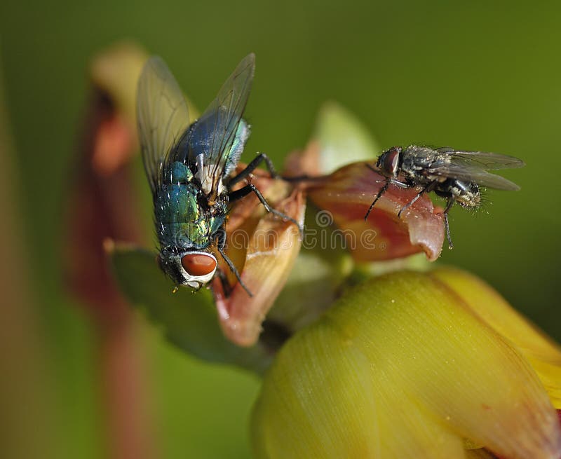 Emerald green fly stock photo. Image of flower, insect - 28941522