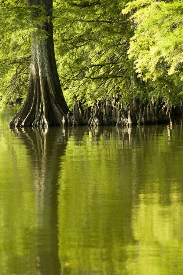 Emerald Green Reflections stock photo. Image of cypress - 8059576