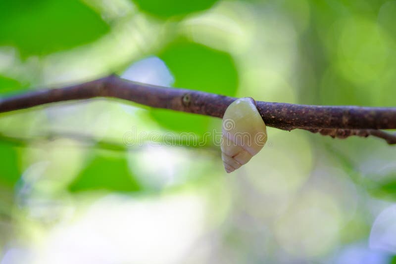 The Emerald Green Sanail. stock photo. Image of helix - 119100552