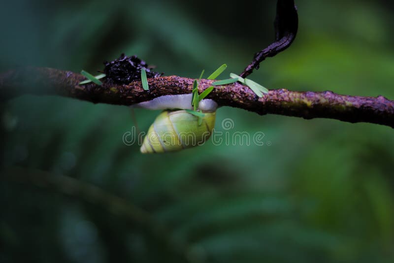 Snail Emerald Stock Photos - Free & Royalty-Free Stock Photos from ...