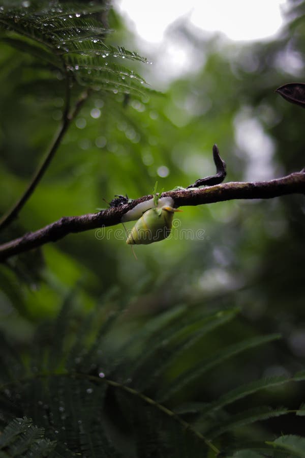 Snail Emerald Stock Photos - Free & Royalty-Free Stock Photos from ...