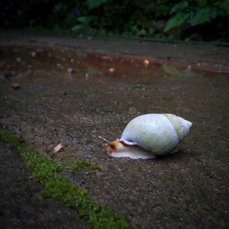 Emerald green snail stock image. Image of animal, light - 263151717
