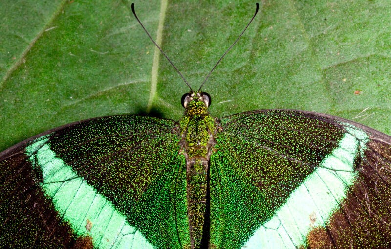 Emerald Green Swallowtail Butterfly Stock Photo - Image of stunning ...