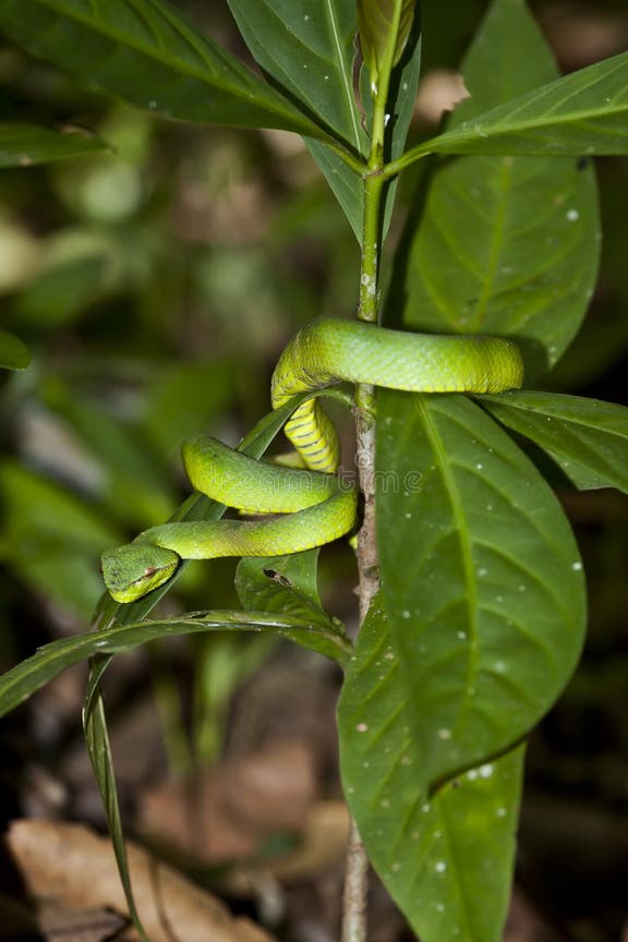 449 Emerald Green Viper Snake Stock Photos - Free & Royalty-Free Stock ...