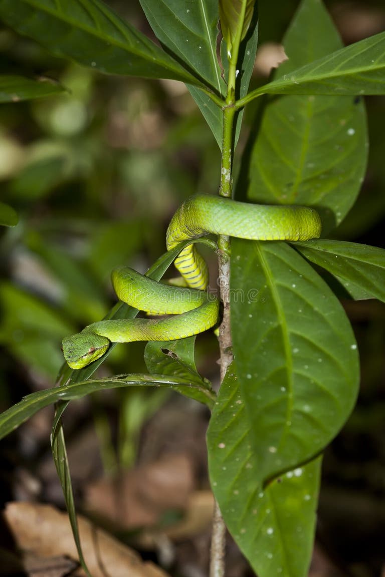 449 Emerald Green Viper Snake Stock Photos - Free & Royalty-Free Stock ...