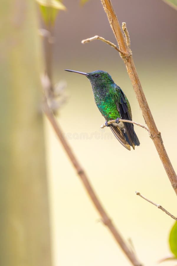 Emerald Hummingbird between Branches Stock Image - Image of twig ...