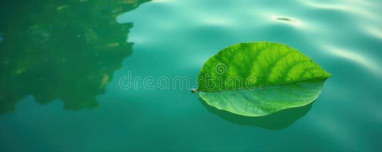 Emerald Leaf Adrift on Pristine Water Surface, Summer, Droplet Stock ...