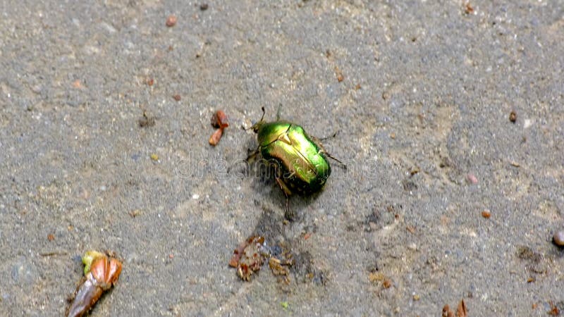 Emerald Leaf Beetle Crawls Along Asphalt Road. Close-up Stock Footage ...
