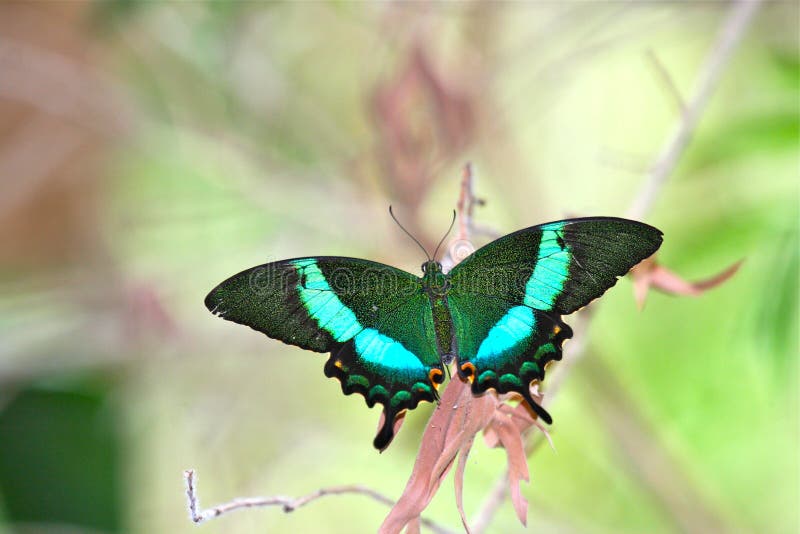 Emerald Peacock Swallowtail Butterfly Stock Photo - Image of ...