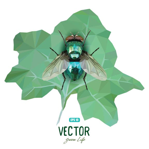 Emerald Polygonal Fly Sitting on a Green Leaf Stock Illustration ...