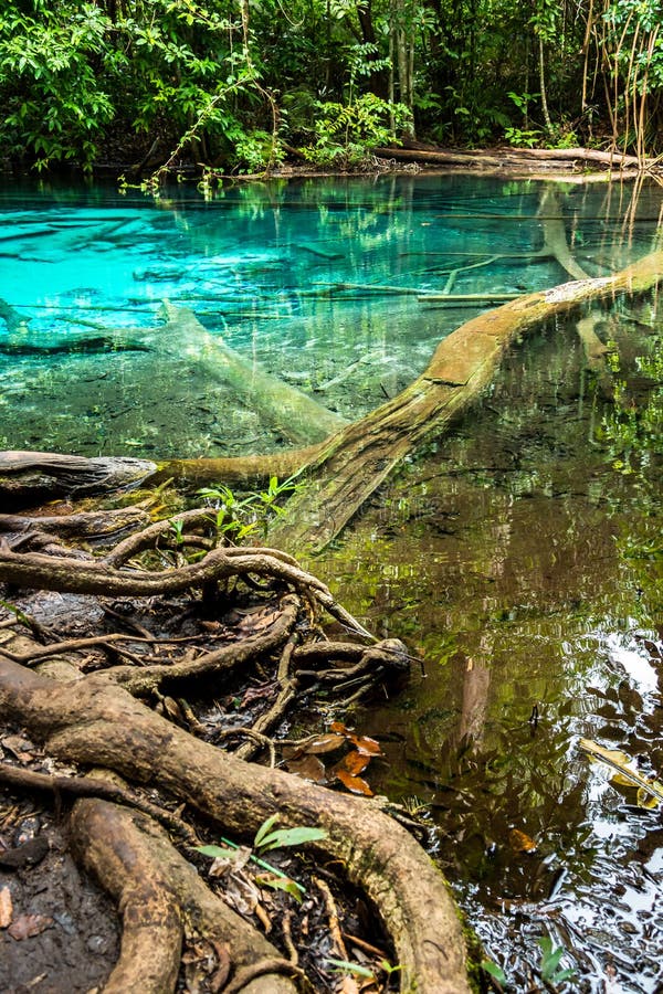 Emerald pool and tree root stock image. Image of ecology - 42433851