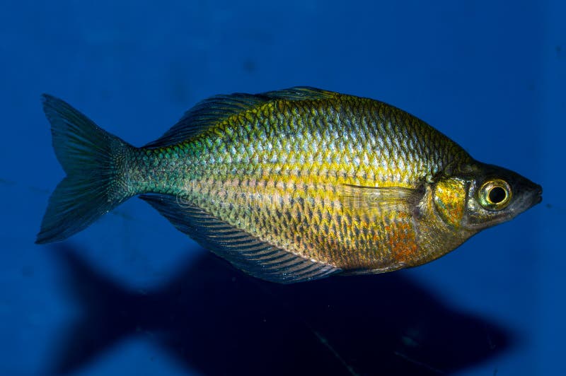 Emerald Rainbow Fish