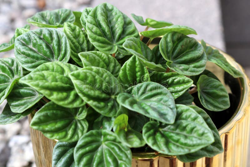 Emerald Ripple Peperomia (Peperomia Caperata) Plant in a Pot. Stock ... Emerald Ripple Peperomia (Peperomia Caperata) Plant in a Pot. Stock ...