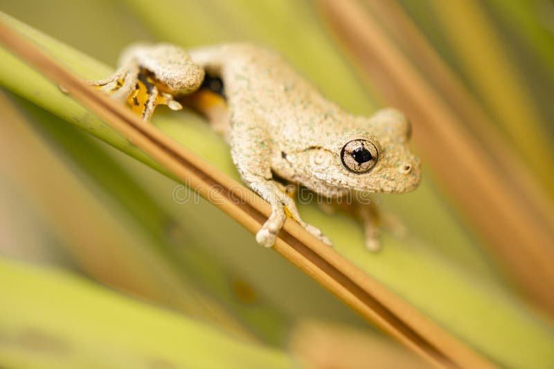 Emerald-spotted Tree Frog stock image. Image of litoriaperonii - 173577227
